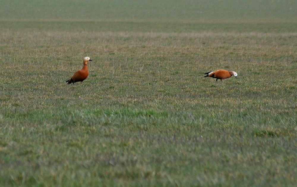 Ente oder Gans? 2 Foto & Bild | tiere, wildlife, wild lebende vögel ...