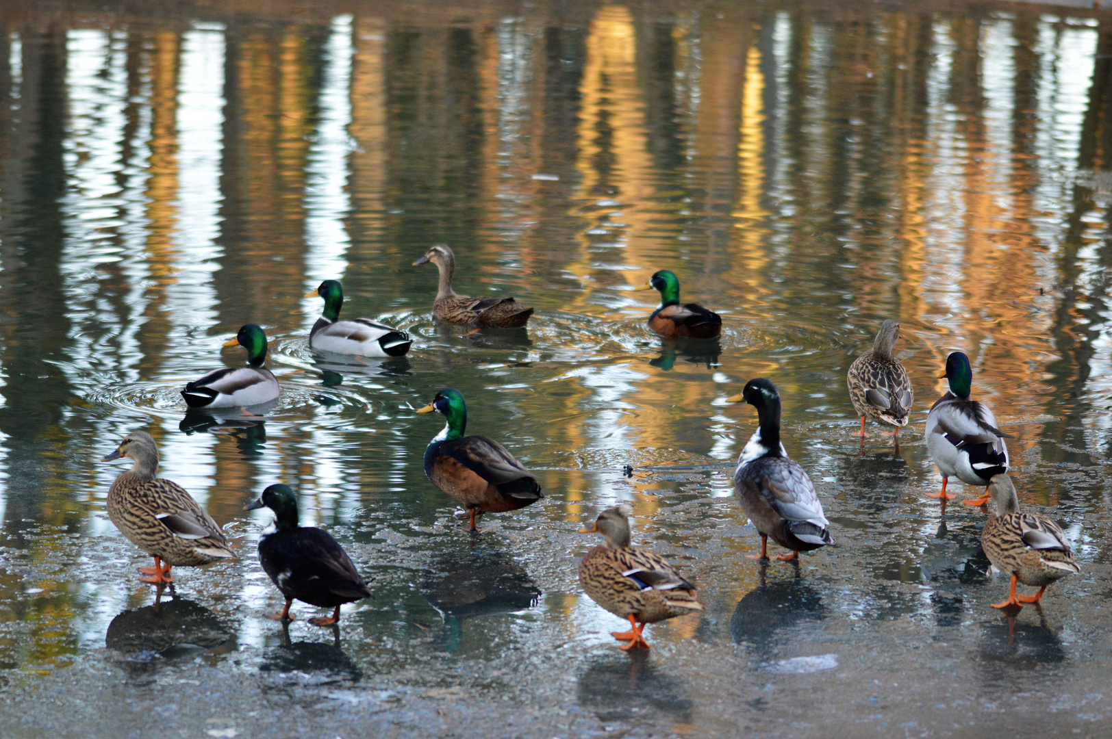 Enten Foto & Bild | natur Bilder auf fotocommunity