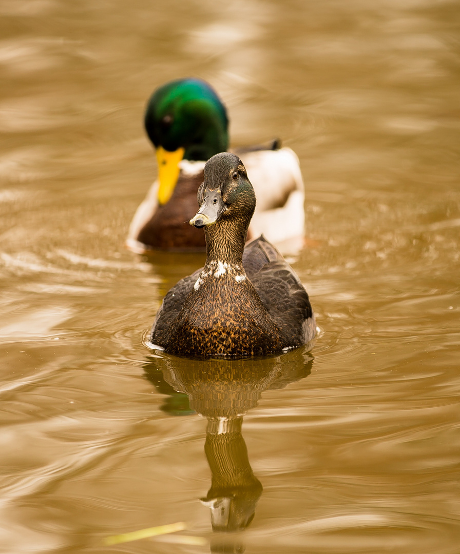 Enten Foto & Bild | tiere, wildlife, wild lebende vögel Bilder auf ...
