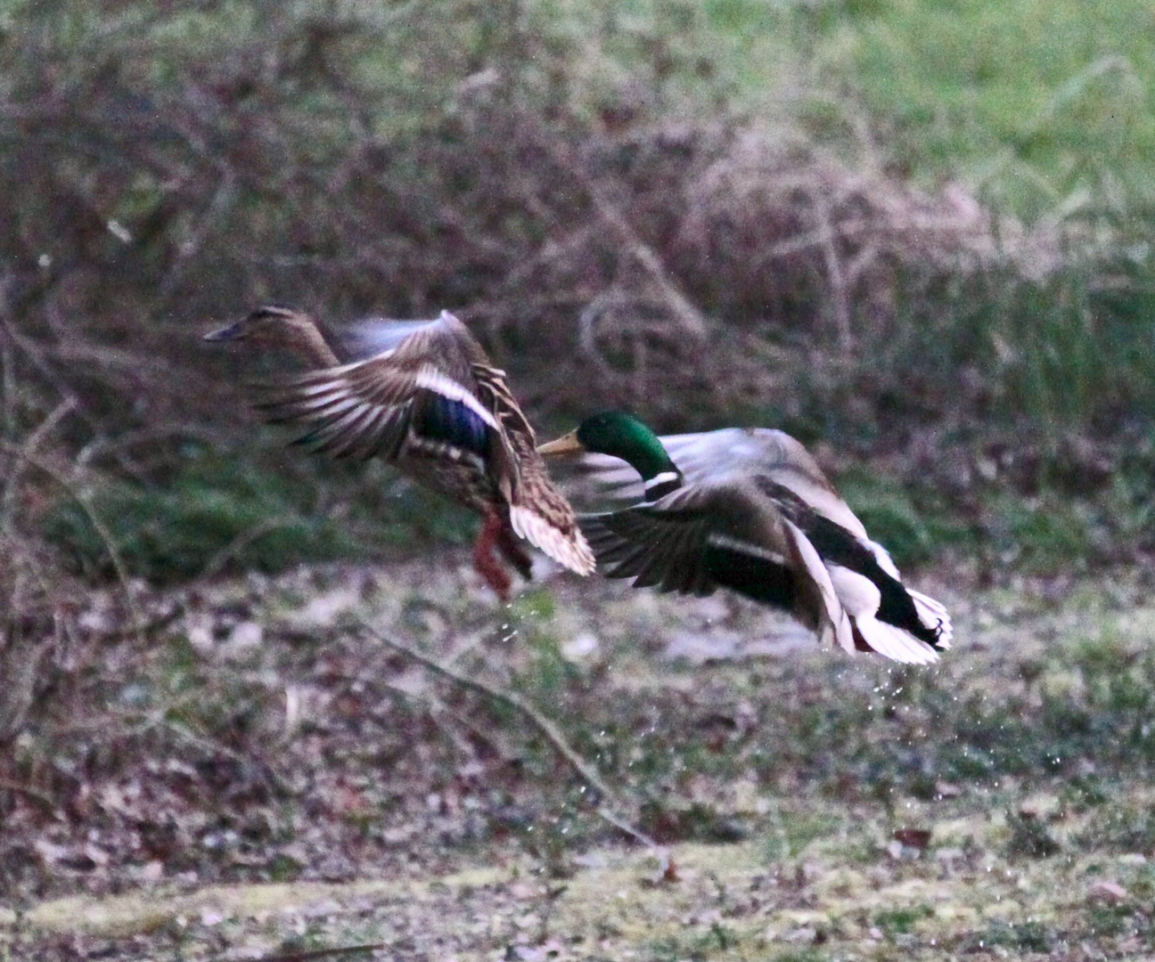 Enten Foto & Bild | tiere, natur Bilder auf fotocommunity