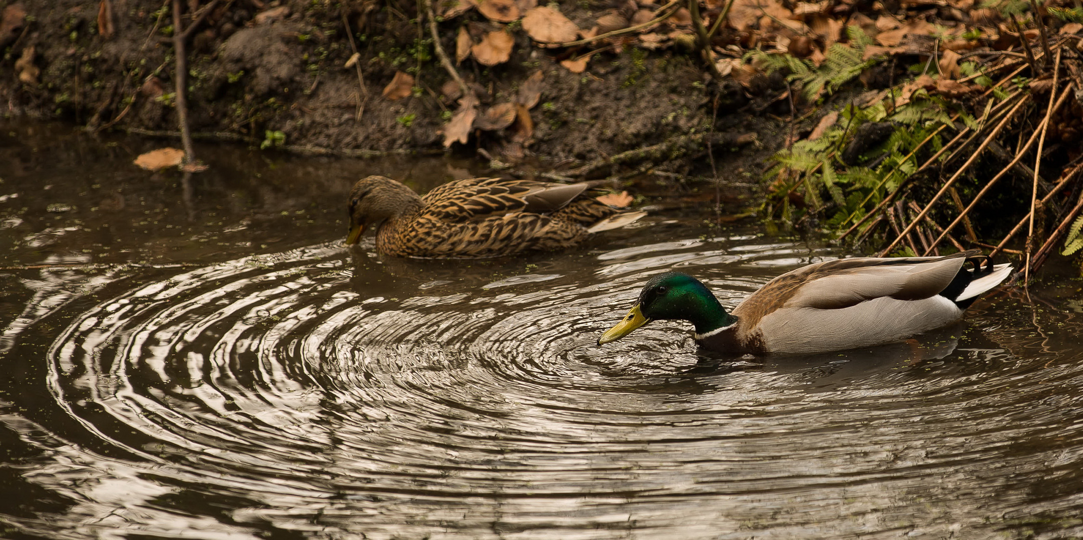 Enten Foto & Bild | natur, vögel, wild lebende vögel Bilder auf ...