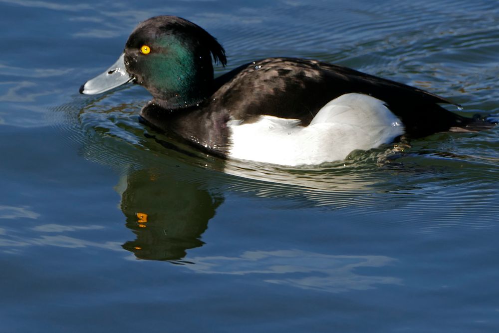 Enten Foto & Bild | fotos, dokumentation, outdoor Bilder auf fotocommunity