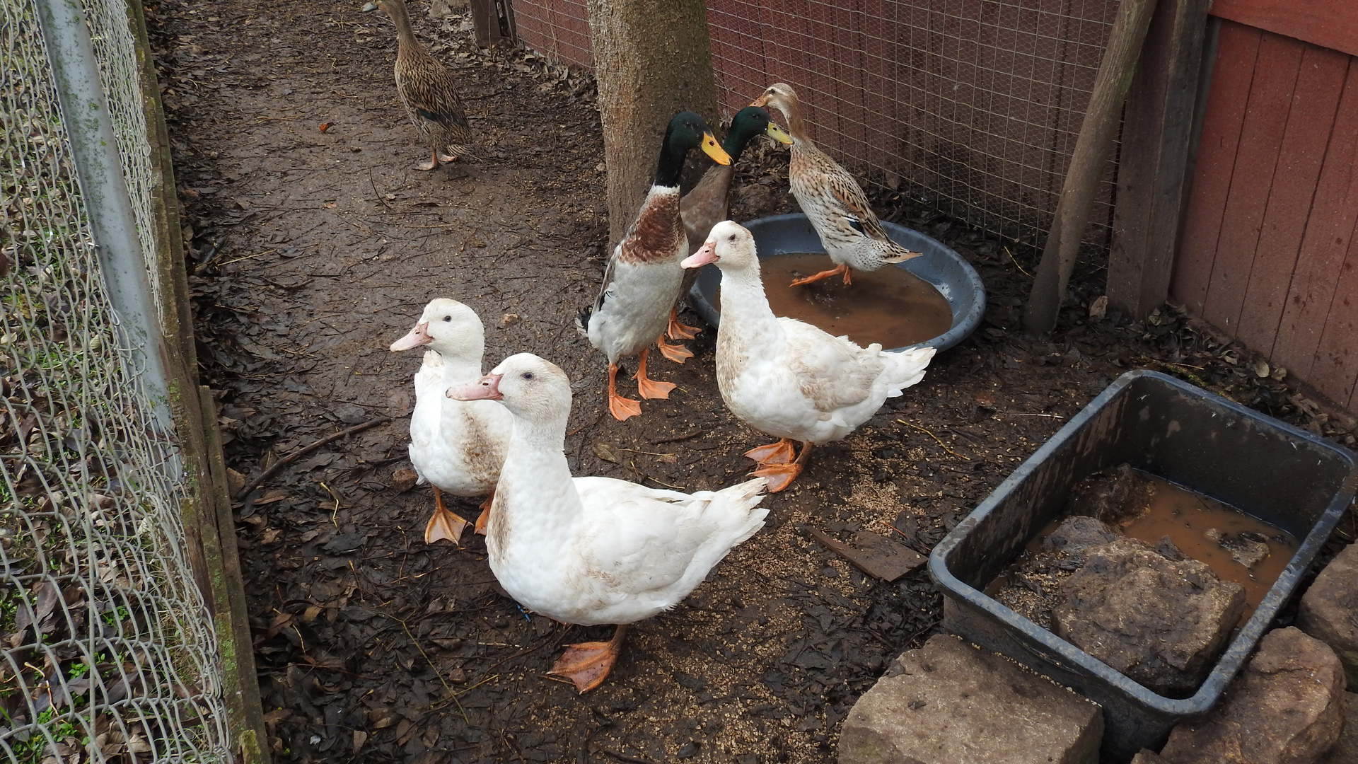 Enten Foto & Bild | tiere, haustiere, nutztiere Bilder auf fotocommunity