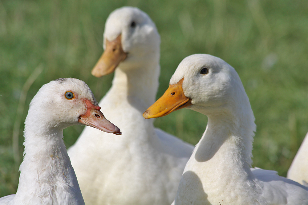 Enten? Foto & Bild | tiere, haustiere, nutztiere Bilder auf fotocommunity