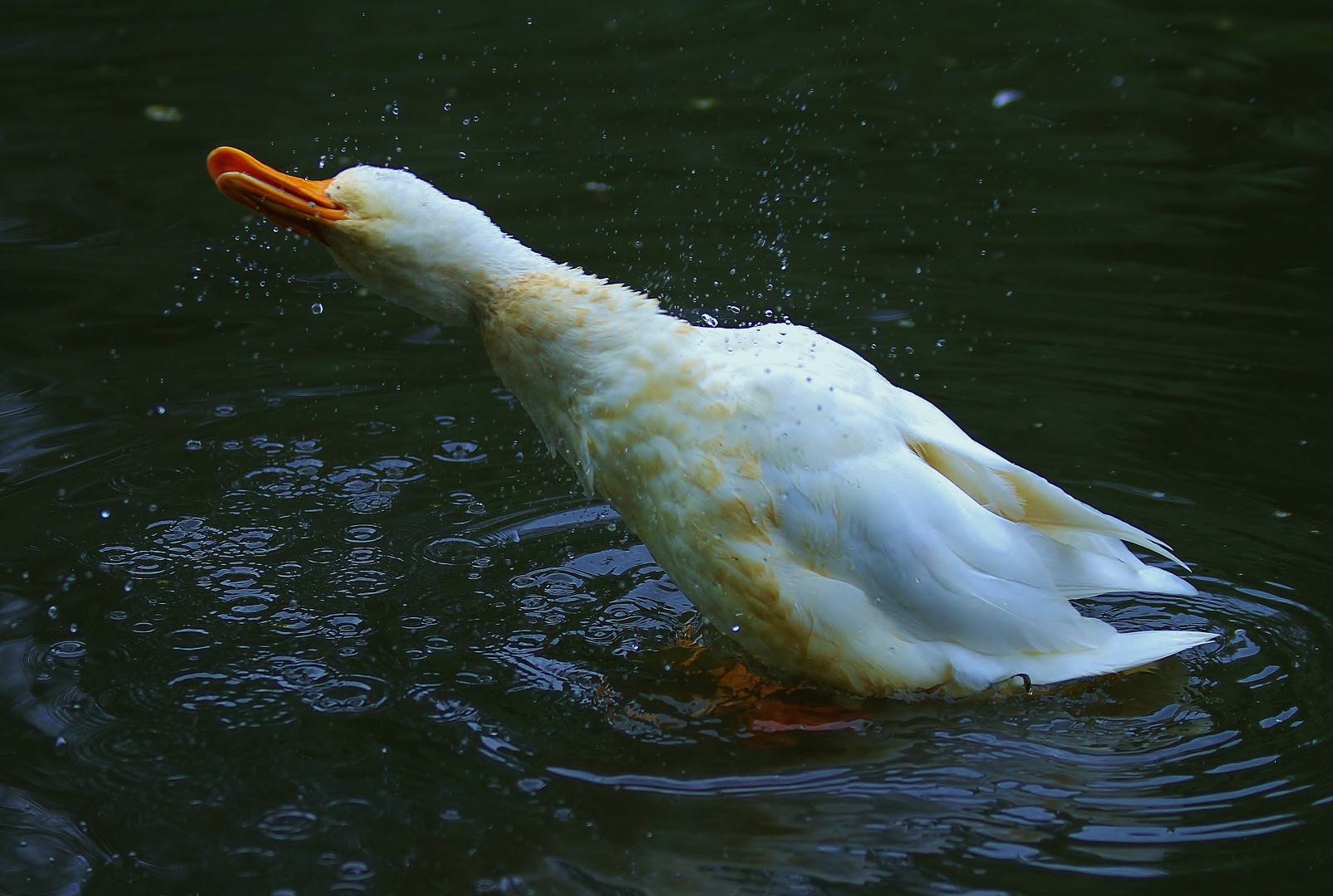 Enten Foto & Bild | landschaft, natur Bilder auf fotocommunity