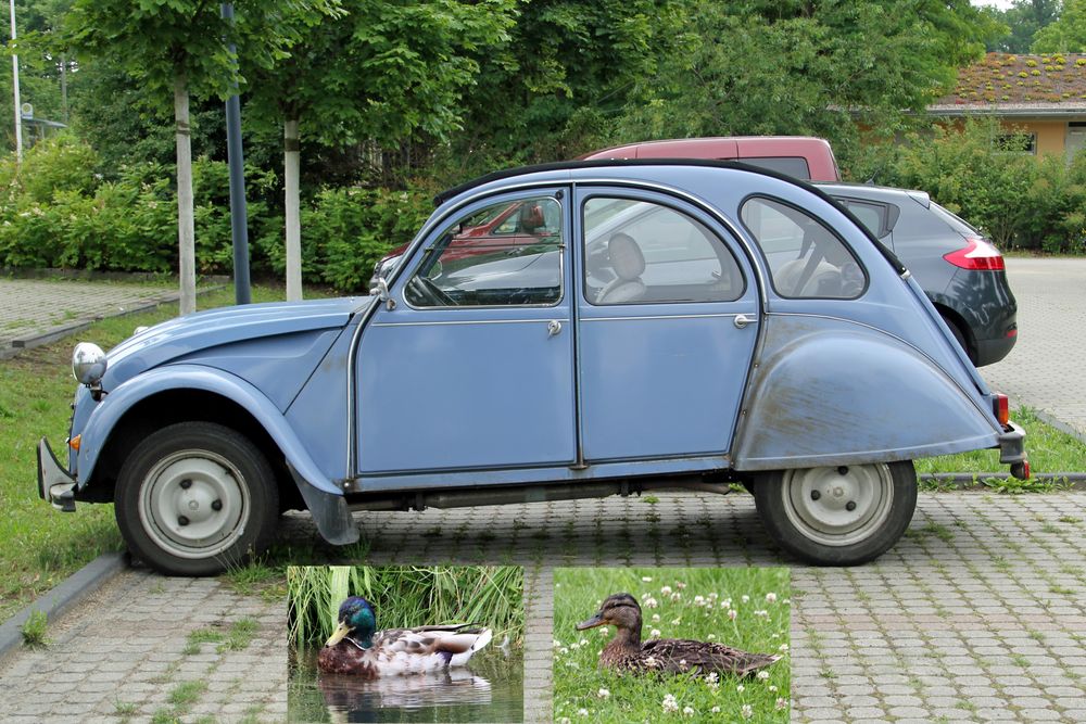 Enten Foto & Bild | autos & zweiräder, pkw, verkehr & fahrzeuge Bilder ...