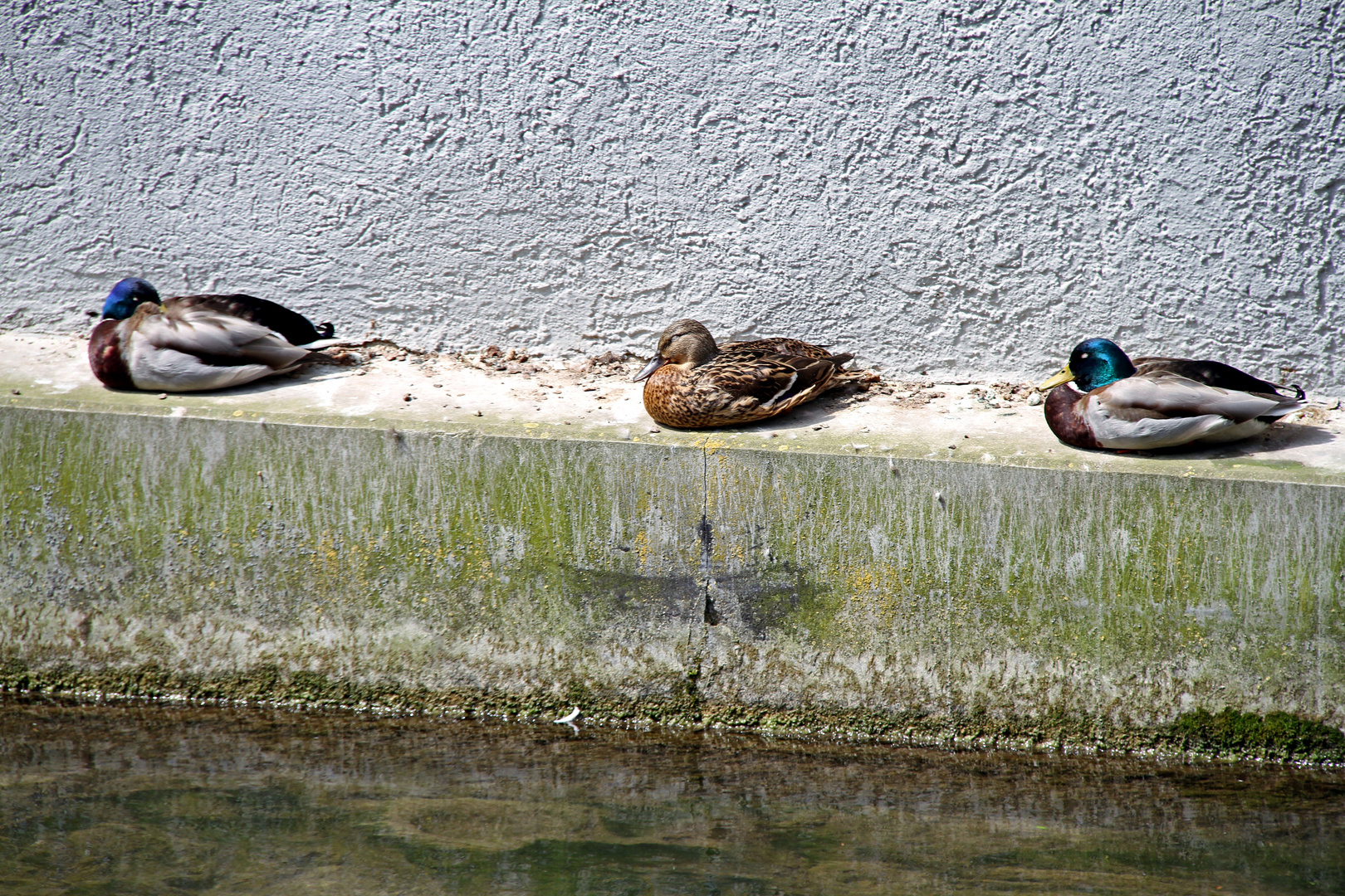 Enten an den Mauern der Blau entlang im Fischerviertel in Ulm Foto ...