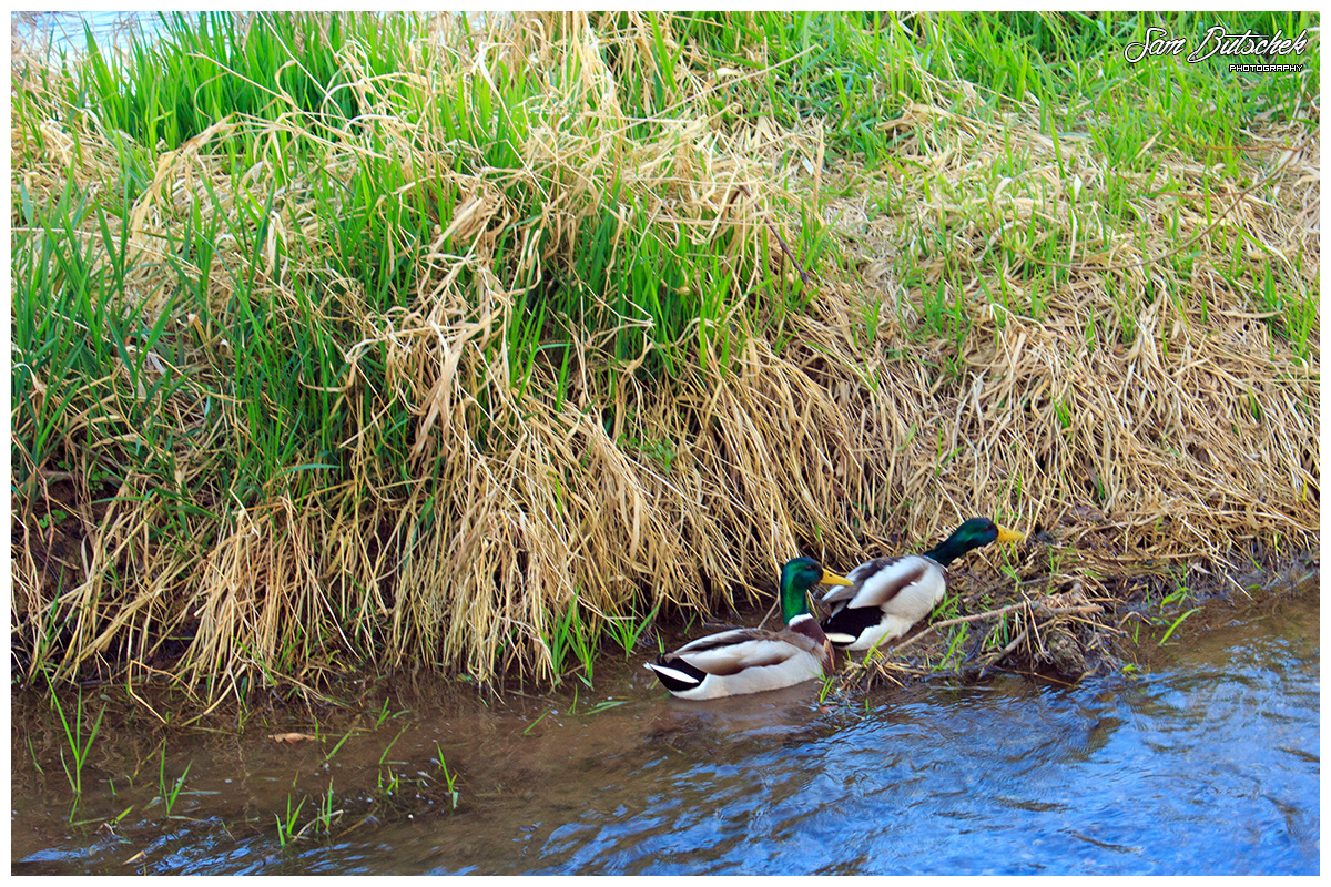 Enten Foto & Bild | tiere, tierfreundschaften, natur Bilder auf ...