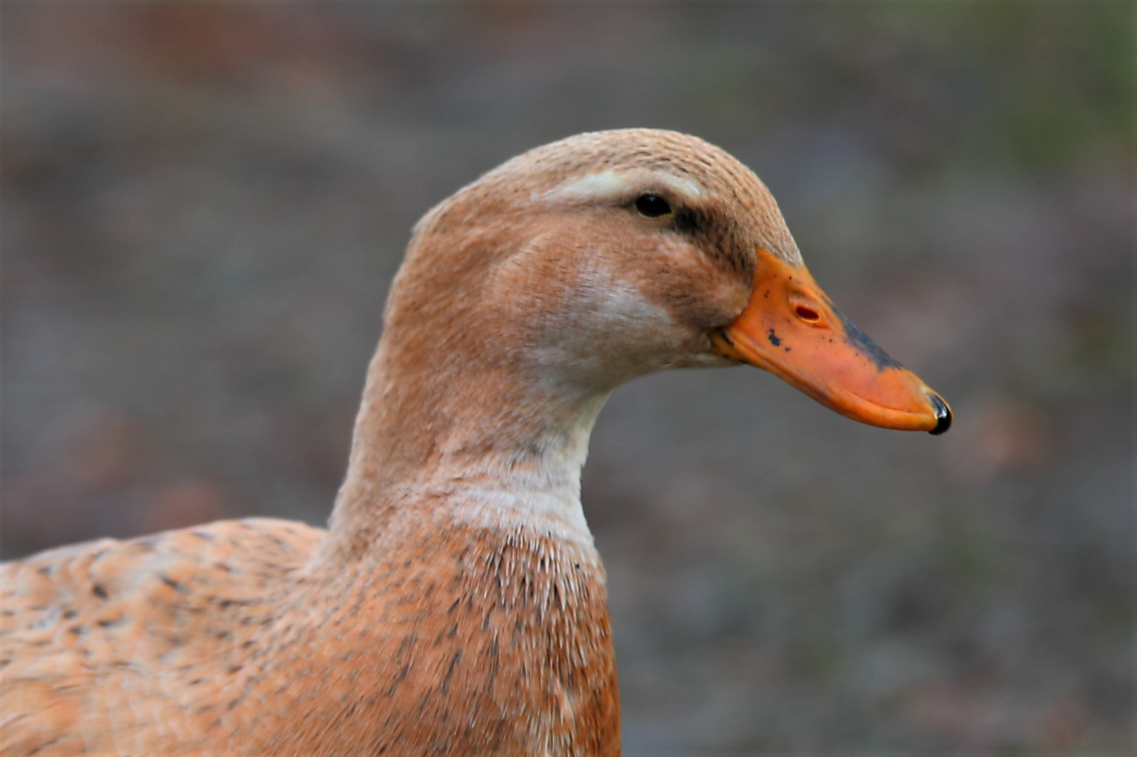Enten Foto & Bild | tiere, wildlife, wild lebende vögel Bilder auf ...