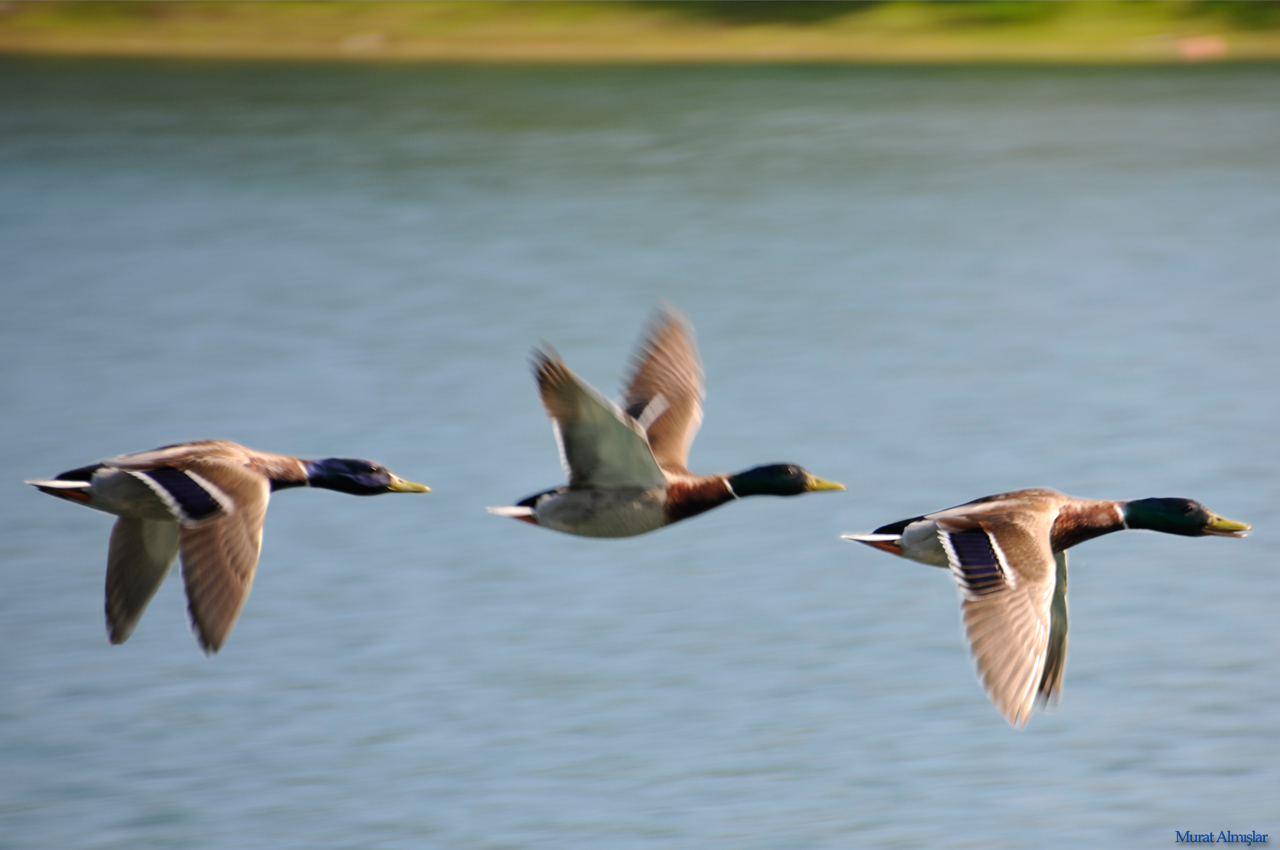 Enten Flug Foto & Bild | tiere, wildlife, wild lebende vögel Bilder auf ...