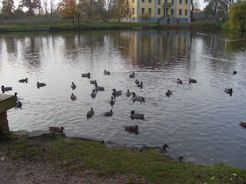 Enten im See Foto & Bild | jahreszeiten, herbst, natur Bilder auf ...