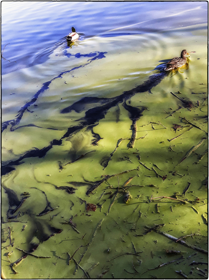 ENTEN IM SEE..... Foto & Bild | spezial, grün, natur Bilder auf ...