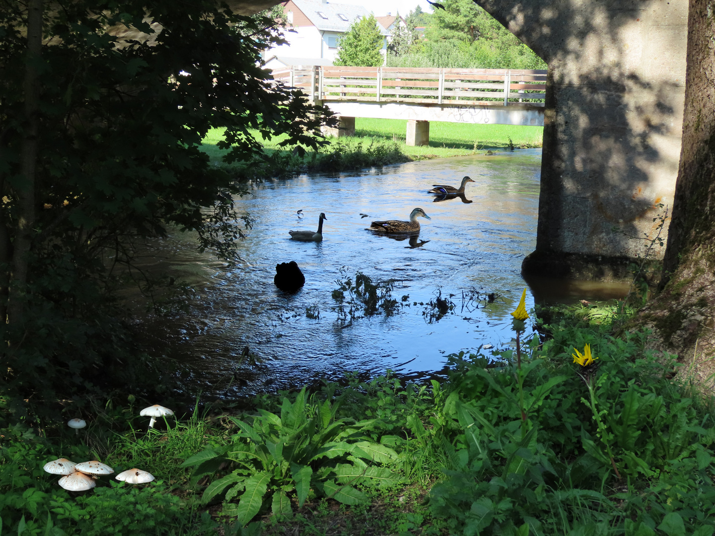 Enten in der Pegnitz bei Hochwasser - Thementag Foto & Bild | projekte, fotomontage, natur ...