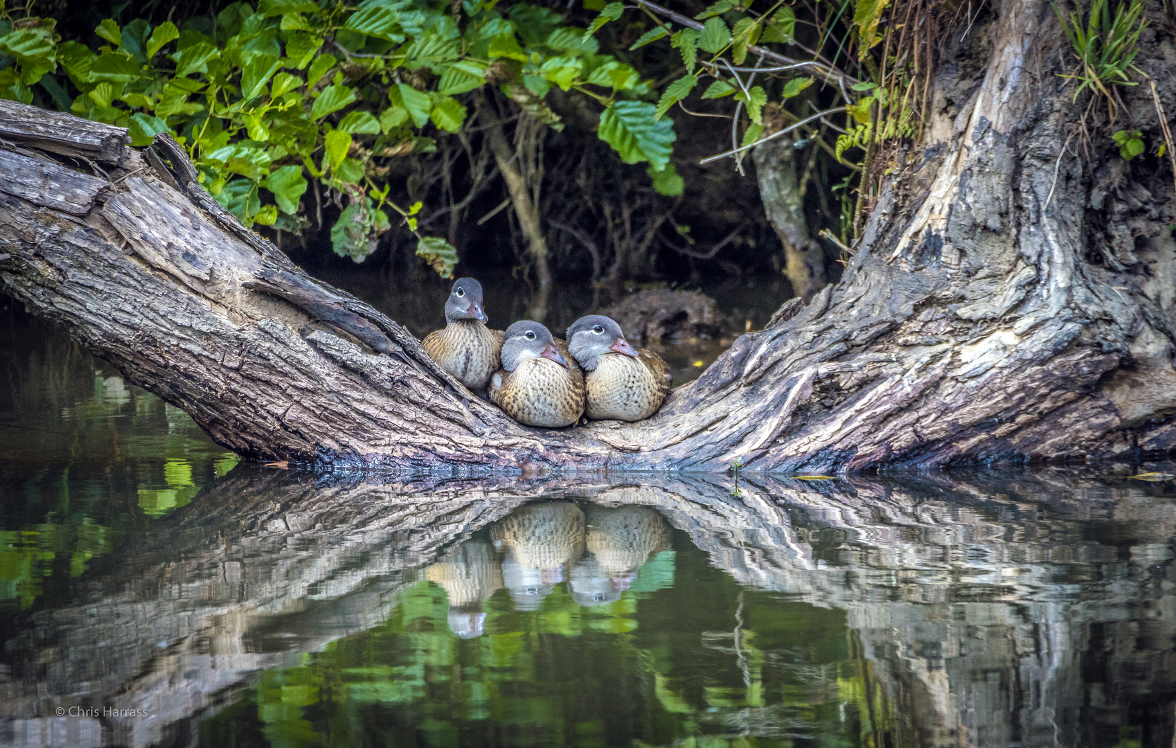 Enten-Kita Foto & Bild | natur, tiere, enten Bilder auf fotocommunity