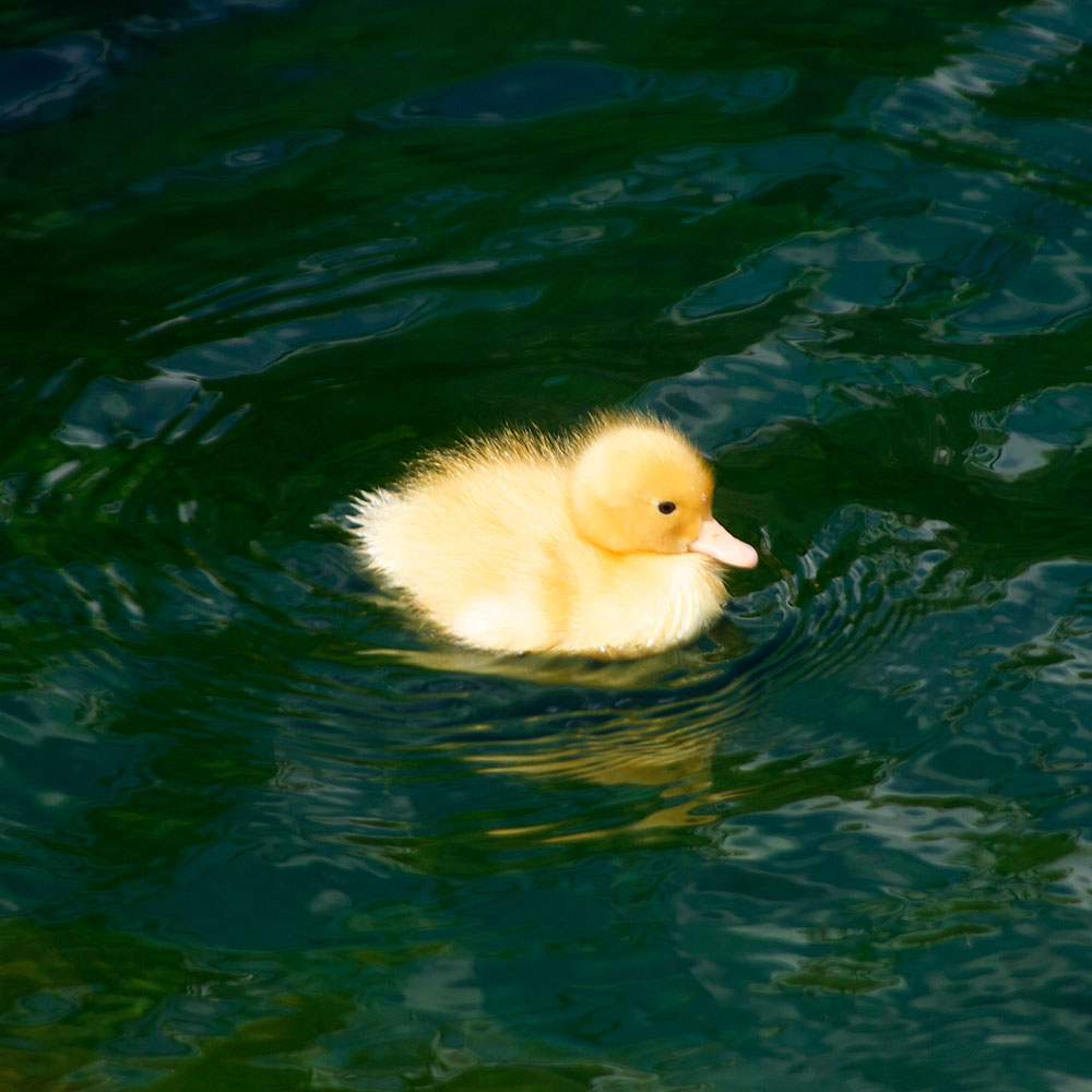 Enten sind doch gelb! Foto & Bild | tiere, tierkinder, natur Bilder auf ...