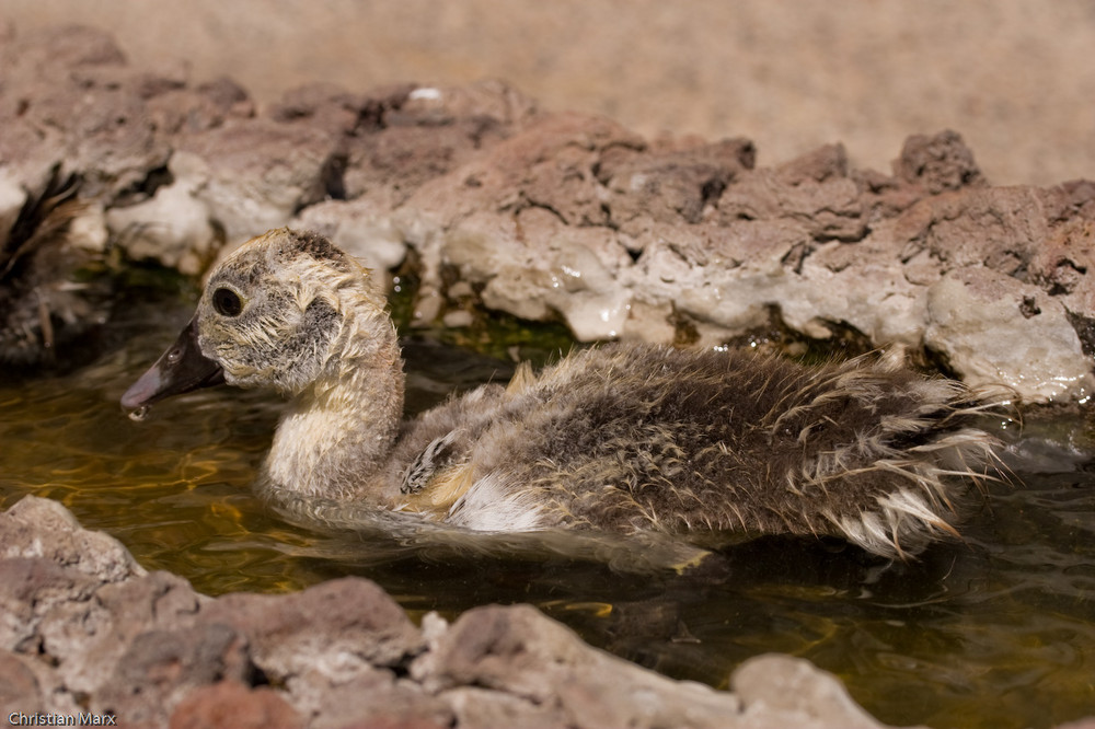 Entenbaby Foto & Bild | tiere, tierkinder, natur Bilder auf fotocommunity