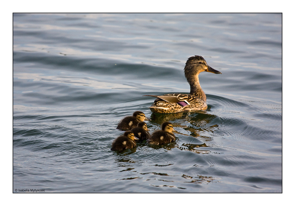 Entenbaby-Quartett Foto & Bild | tiere, wildlife, wild lebende vögel ...