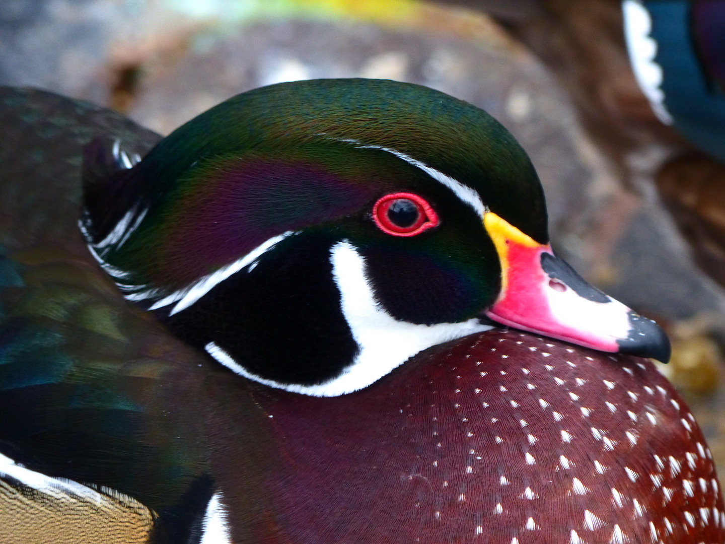 - Entengesicht - Foto & Bild | tiere, zoo, wildpark & falknerei, vögel ...