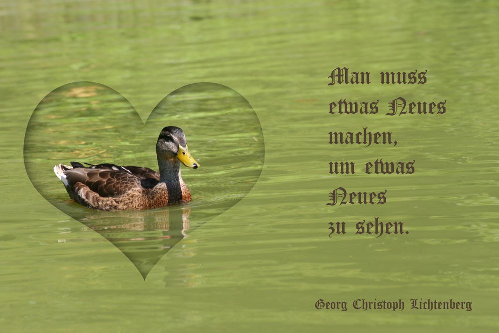 Entenherz mit Spruch Foto & Bild | tiere, zoo, wildpark & falknerei ...