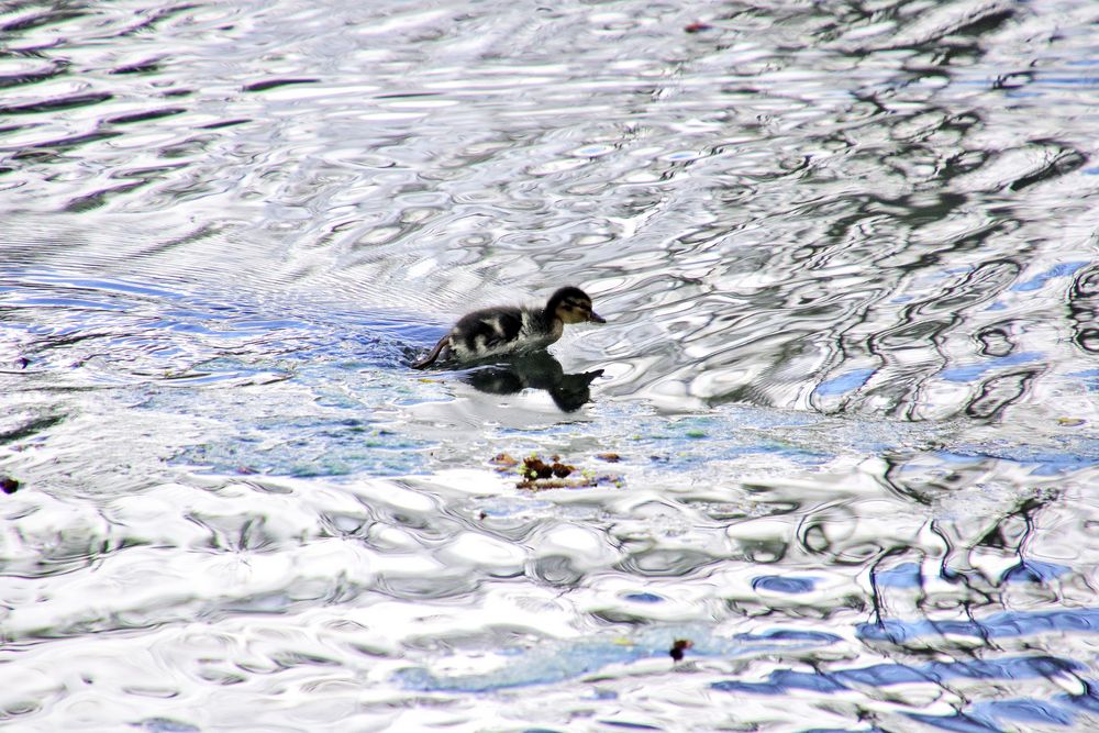 EntenKlein Foto & Bild | fotos, spezial, dokumentation Bilder auf ...