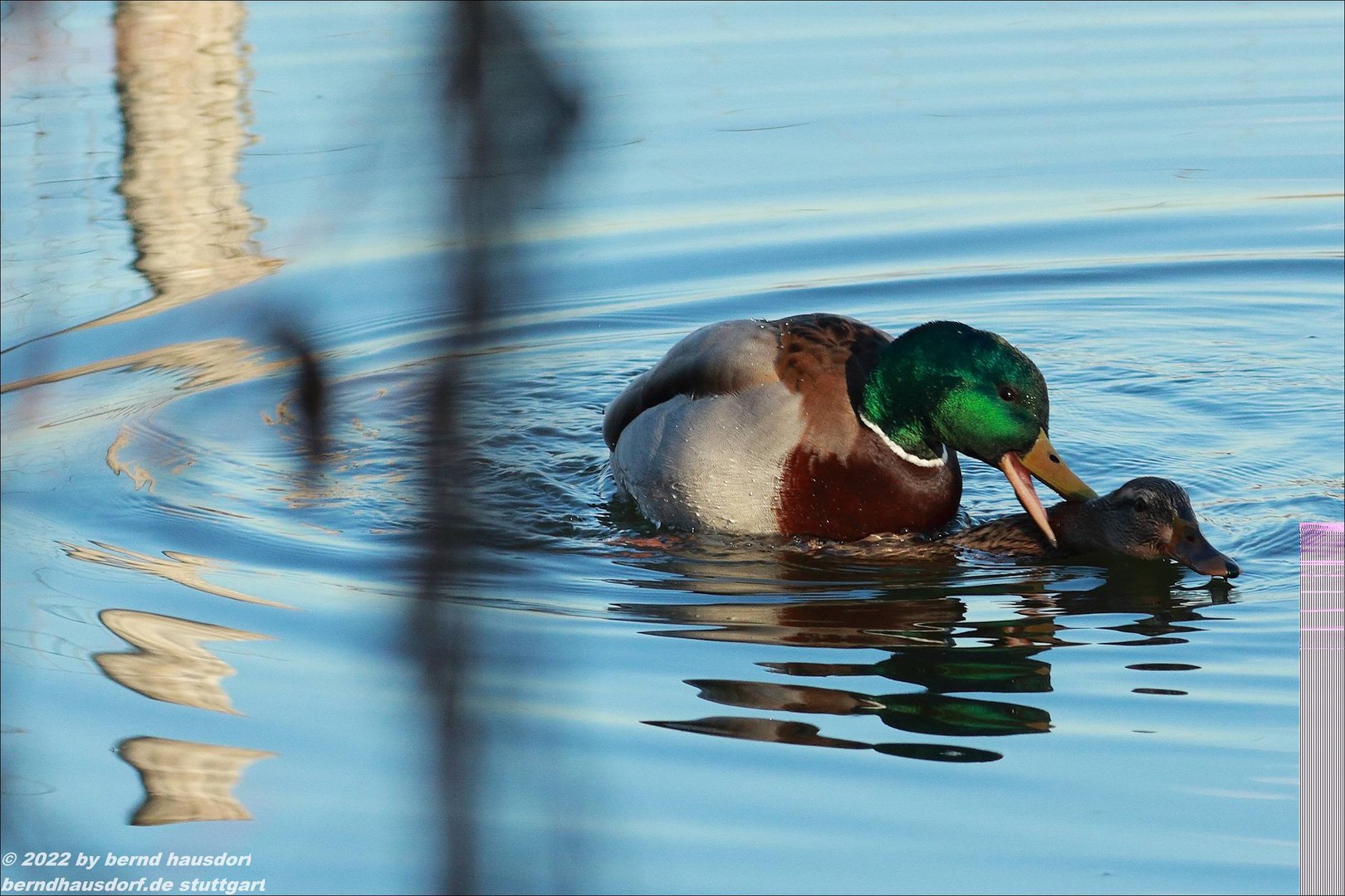 Entenpaar - Paarung Foto & Bild | tiere, wildlife, wild lebende vögel ...