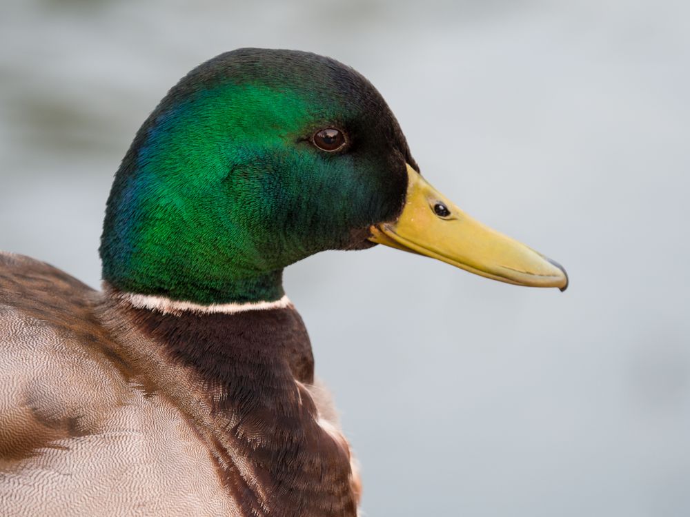 Entenportrait Foto & Bild | natur, tiere, düsseldorf Bilder auf ...