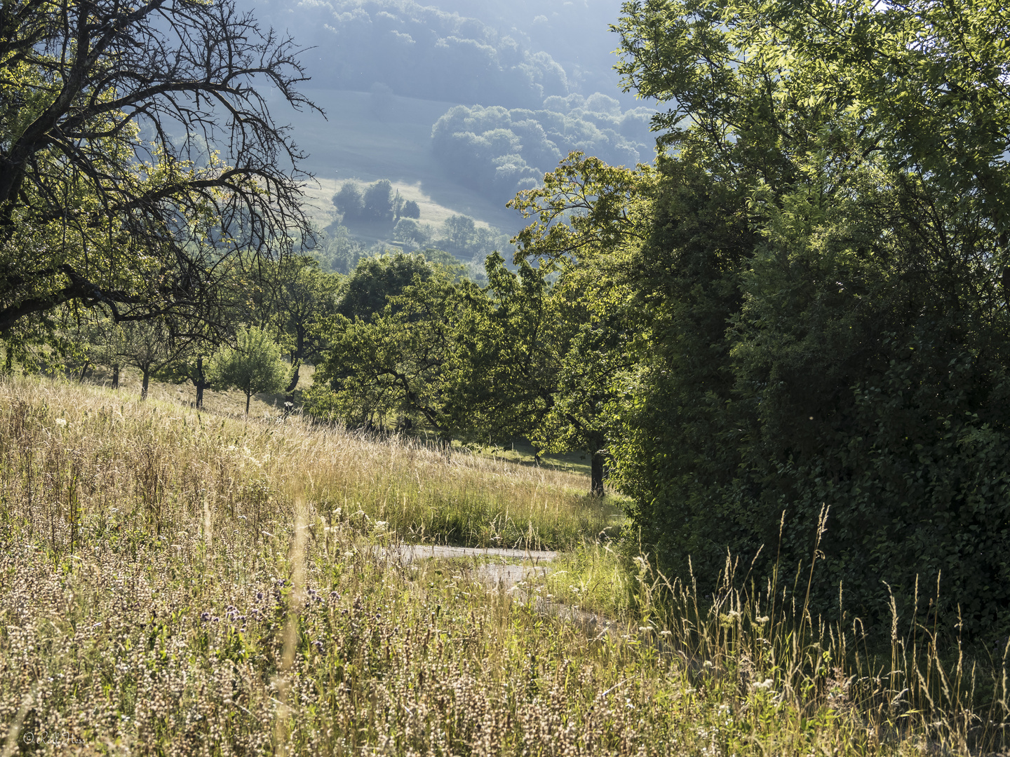 entlang des Weges Foto & Bild | landschaft, jahreszeiten, lebensräume ...