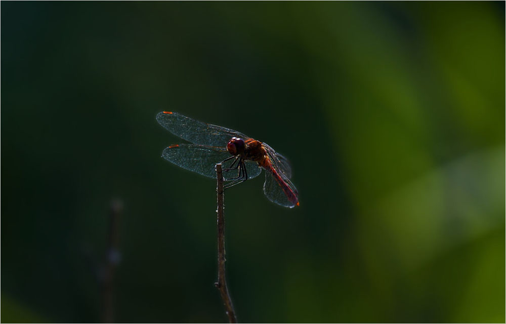 Entre ombre et lumière photo et image | macro nature, macro insectes ...
