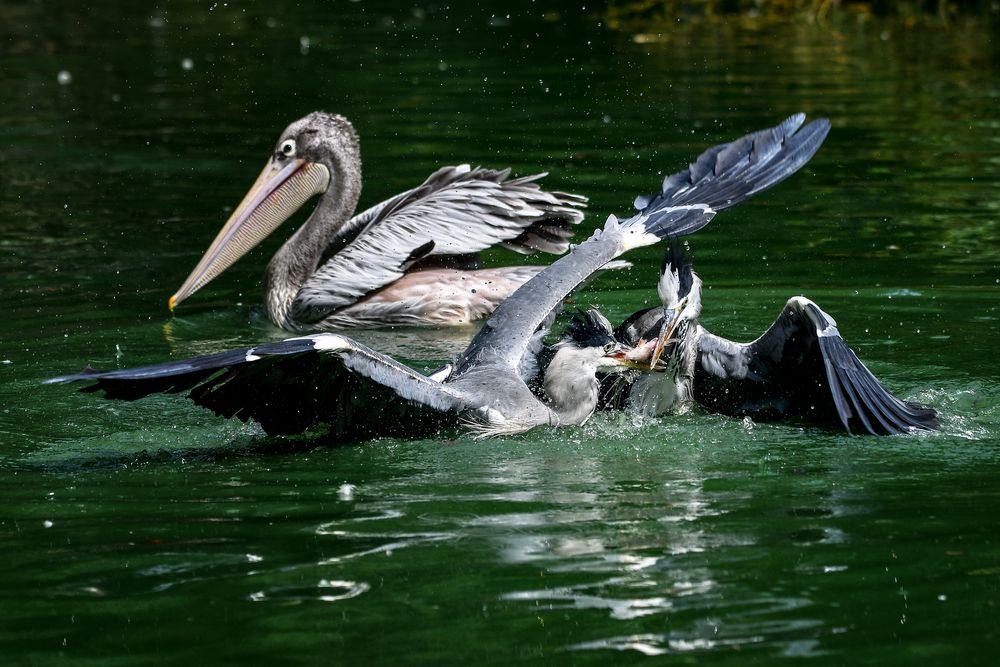 Entsetzlich Foto & Bild | tiere, wildlife, wild lebende vögel Bilder ...