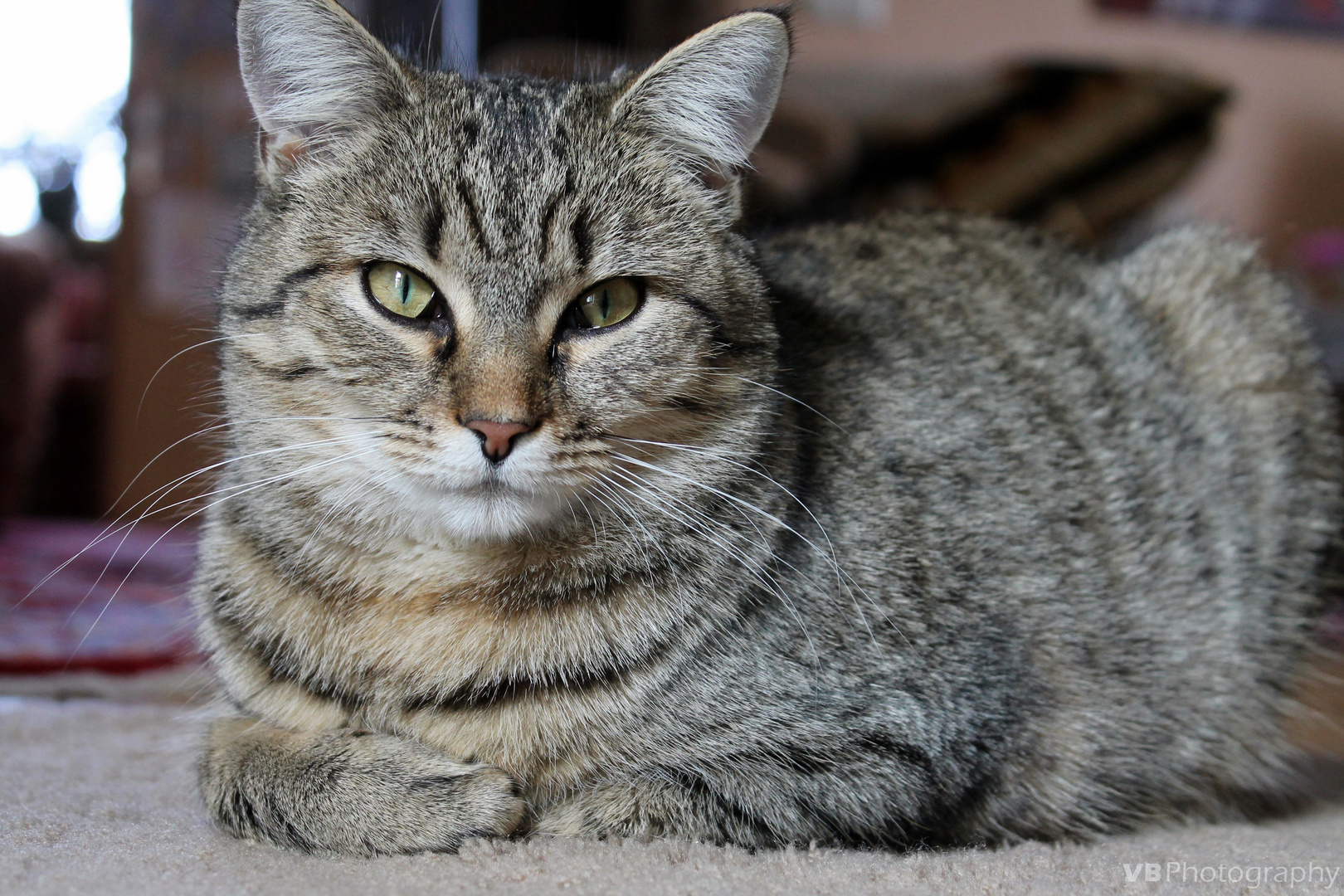 Entspannte Katze Foto & Bild | tiere, haustiere, katzen Bilder auf ...