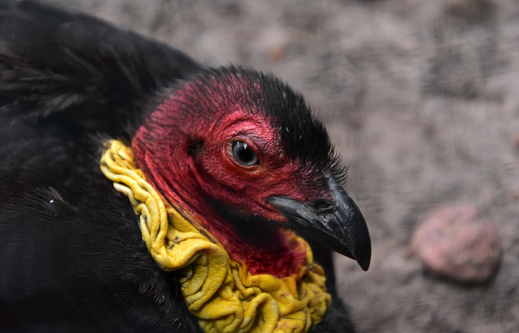 Enttäuscht Foto & Bild | tiere, zoo, wildpark & falknerei, vögel Bilder ...