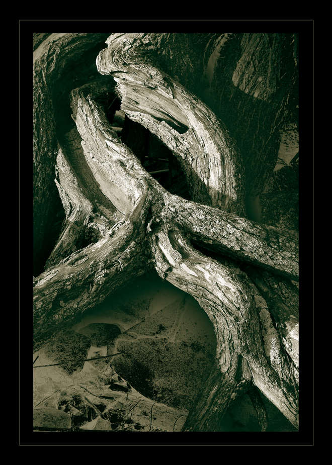 entwurzelt Foto & Bild | monochrom, bearbeitungs - techniken, digiart Bilder auf fotocommunity