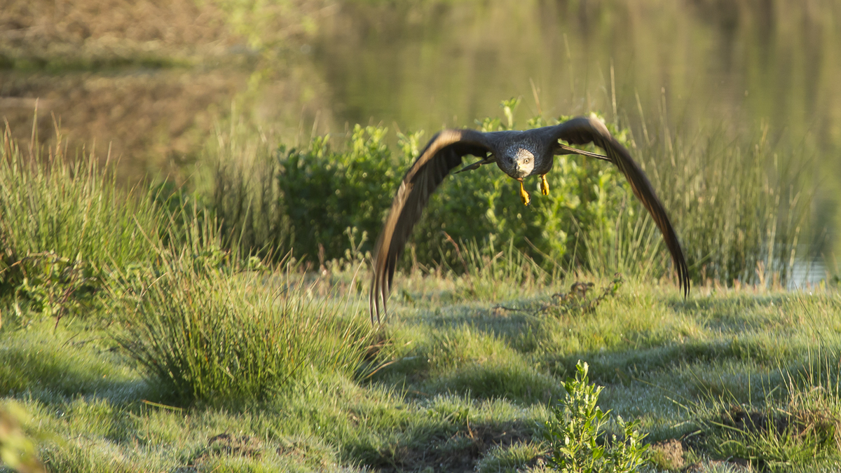 Envol photo et image | animaux, animaux sauvages, oiseaux Images ...