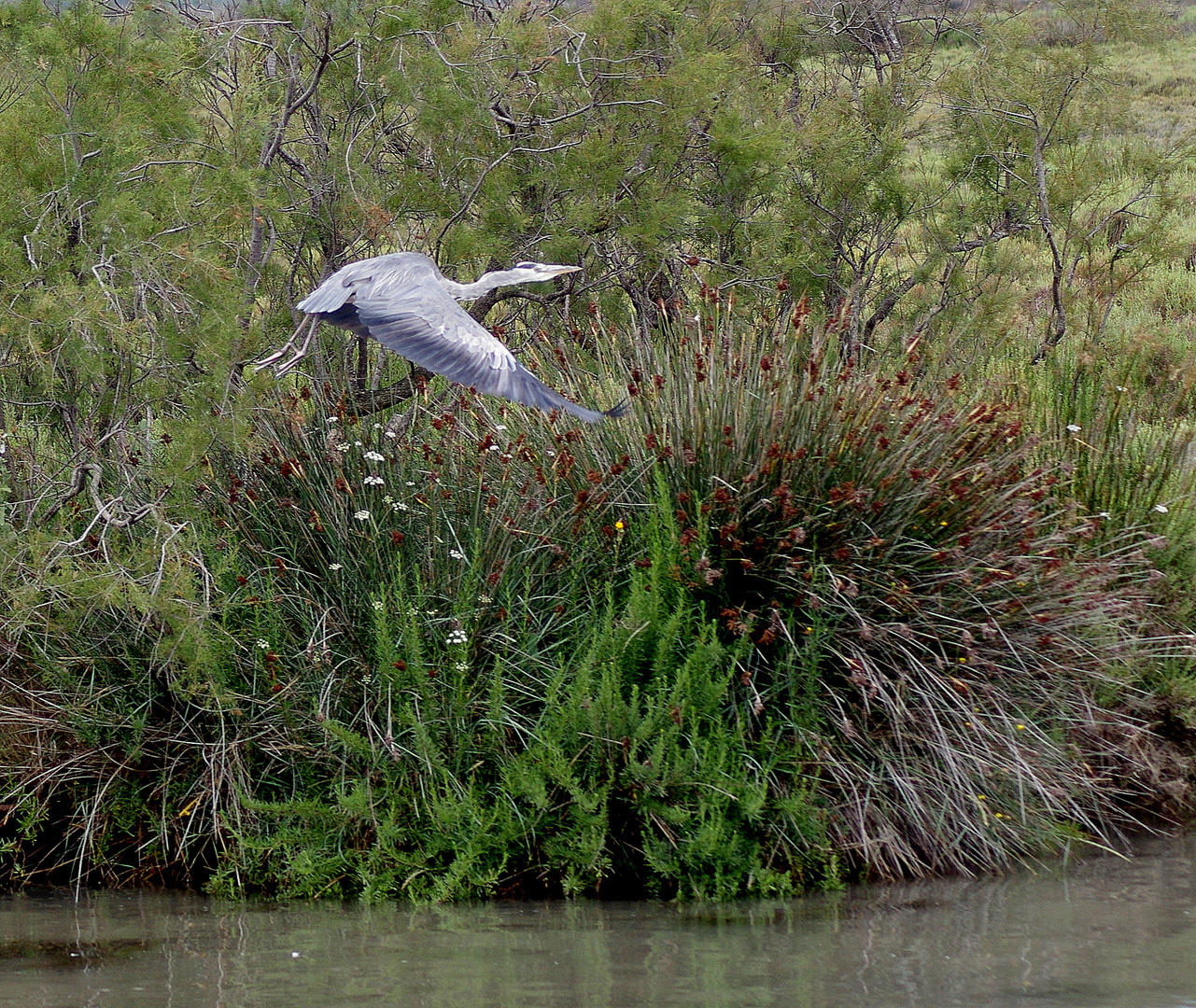 Envol ! photo et image | nature, camargue, animaux Images fotocommunity