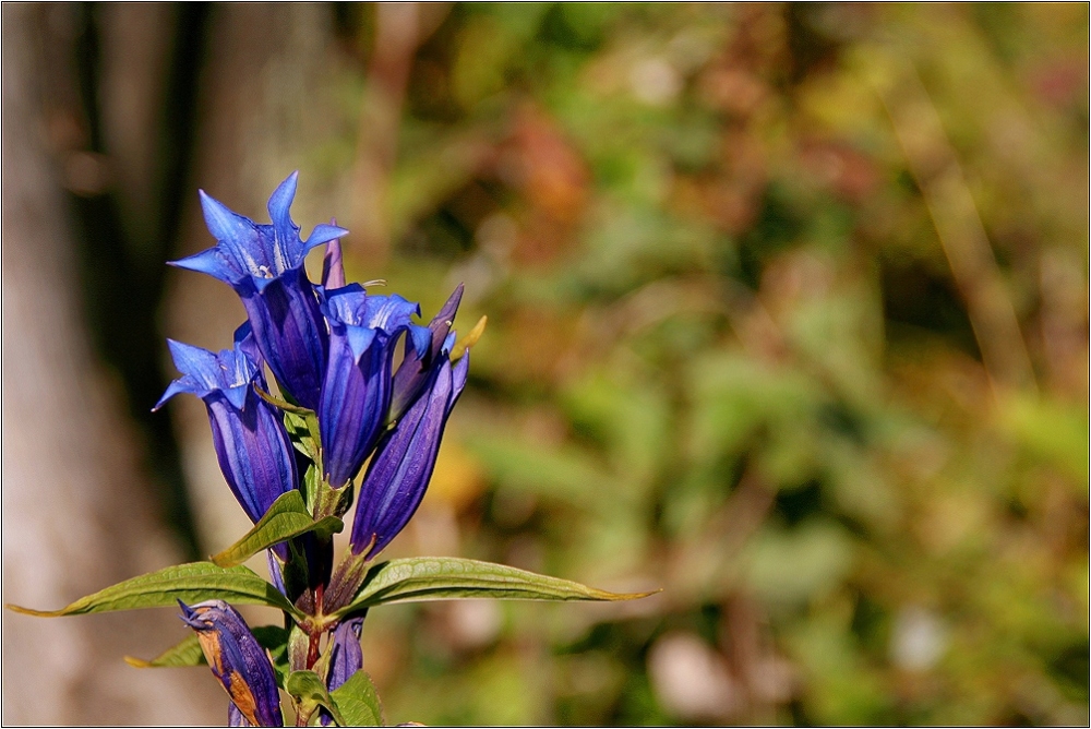 Enzian.... Foto & Bild | archiv projekte naturchannel, naturprojekte ...