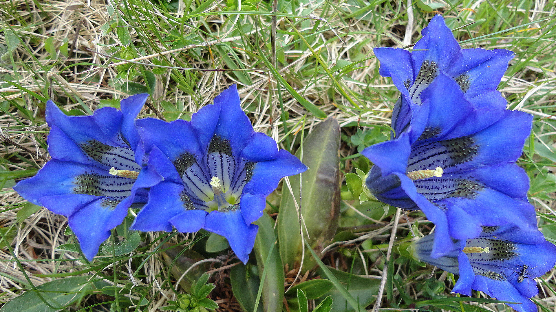 Enzian Foto & Bild | natur-kreativ, enzian, natur Bilder auf fotocommunity