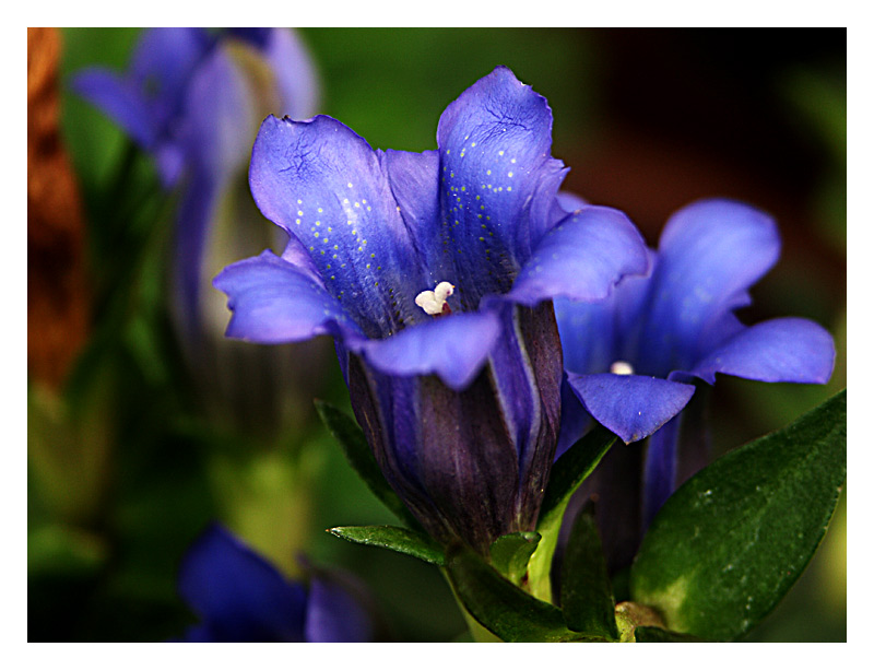 enzian Foto & Bild | pflanzen, pilze & flechten, blüten ...