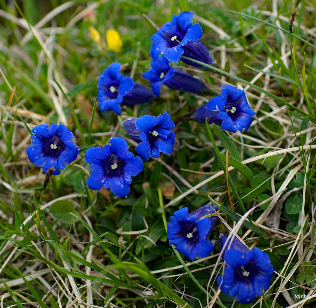 Enzian Foto & Bild | blau, natur, pflanzen Bilder auf fotocommunity