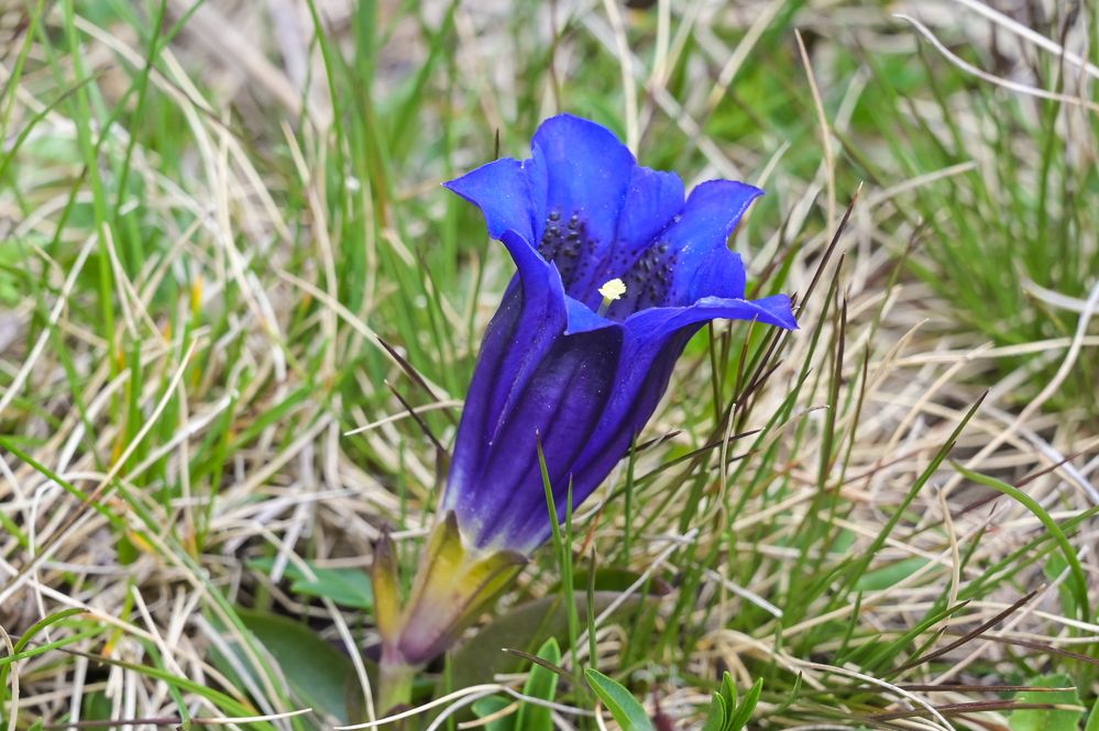Enzian Foto & Bild | pflanzen, pilze & flechten, jahreszeiten, frühling ...