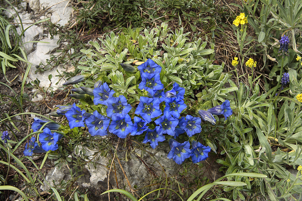 Enzian Foto & Bild | blau, natur, pflanzen Bilder auf fotocommunity