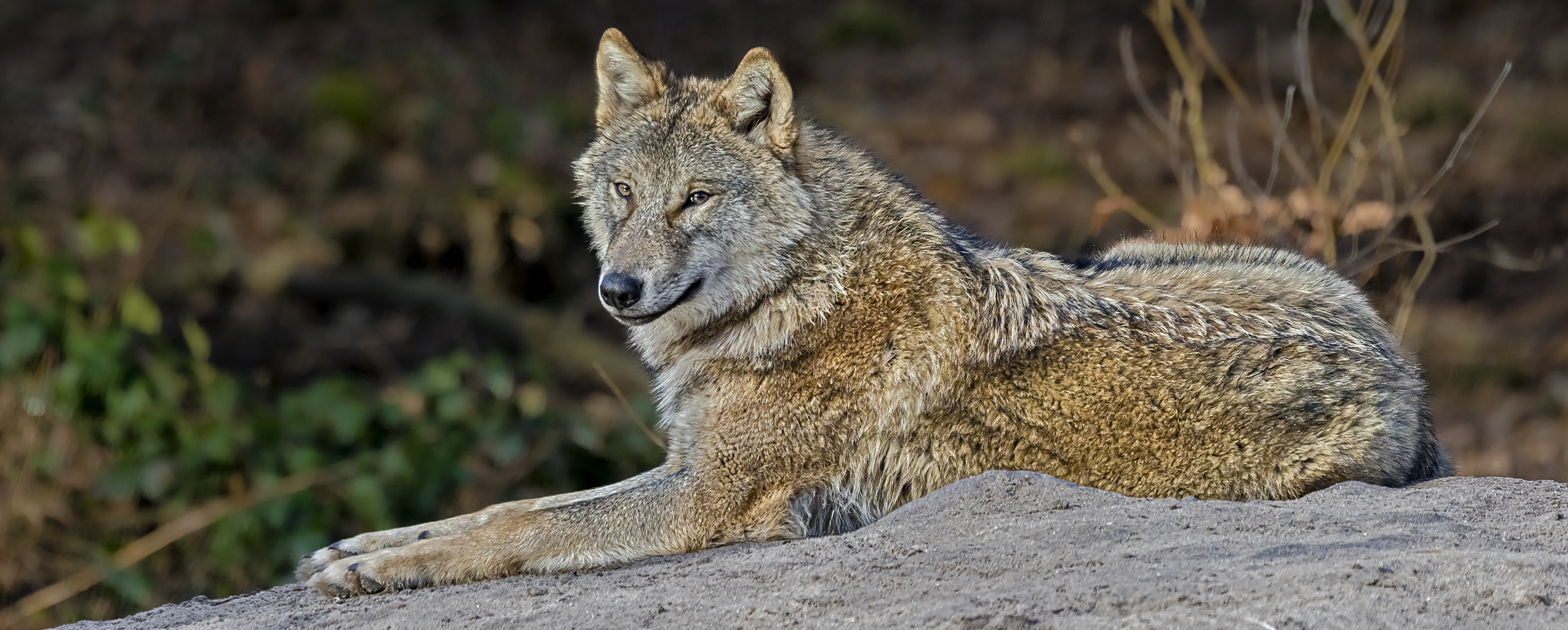 EOS versus WOLF- FOCUS SCANNING on EYE (Sensor) LEVEL Foto & Bild ...