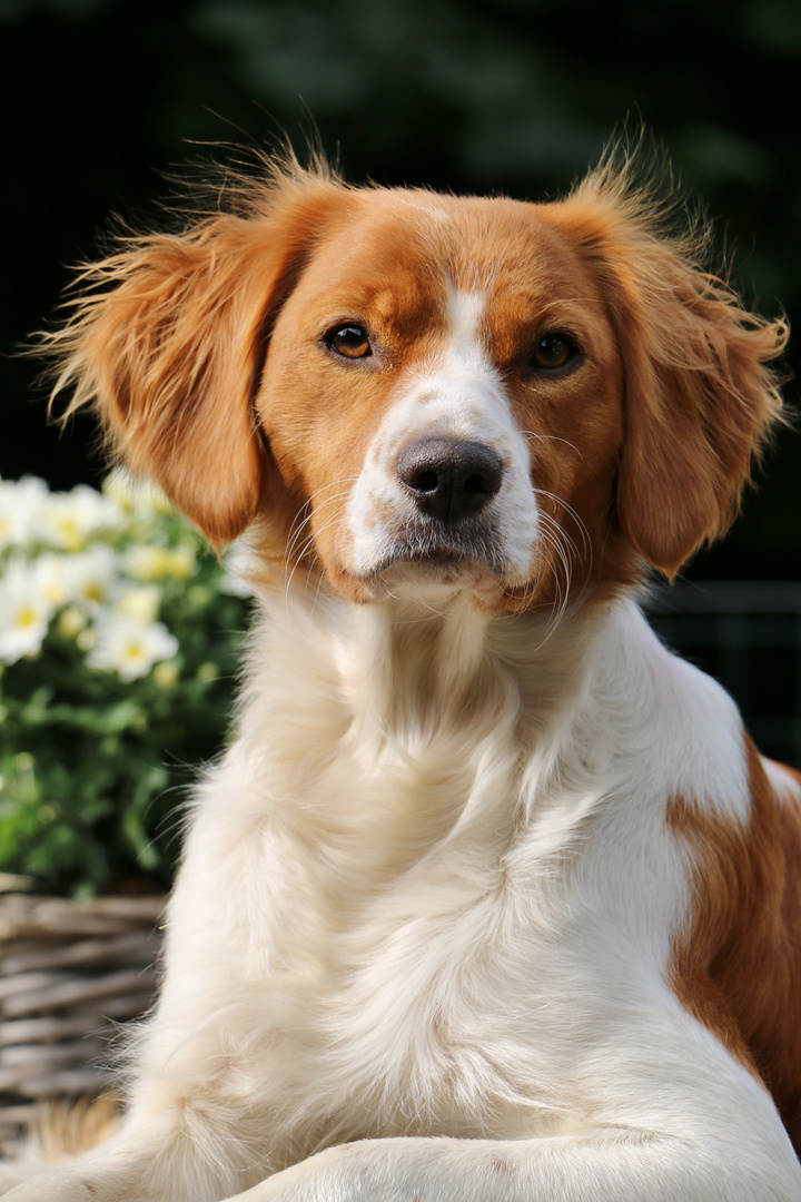 Epagneul breton Foto & Bild | tiere, haustiere, hunde Bilder auf ... Epagneul breton Foto & Bild | tiere, haustiere, hunde Bilder auf ...