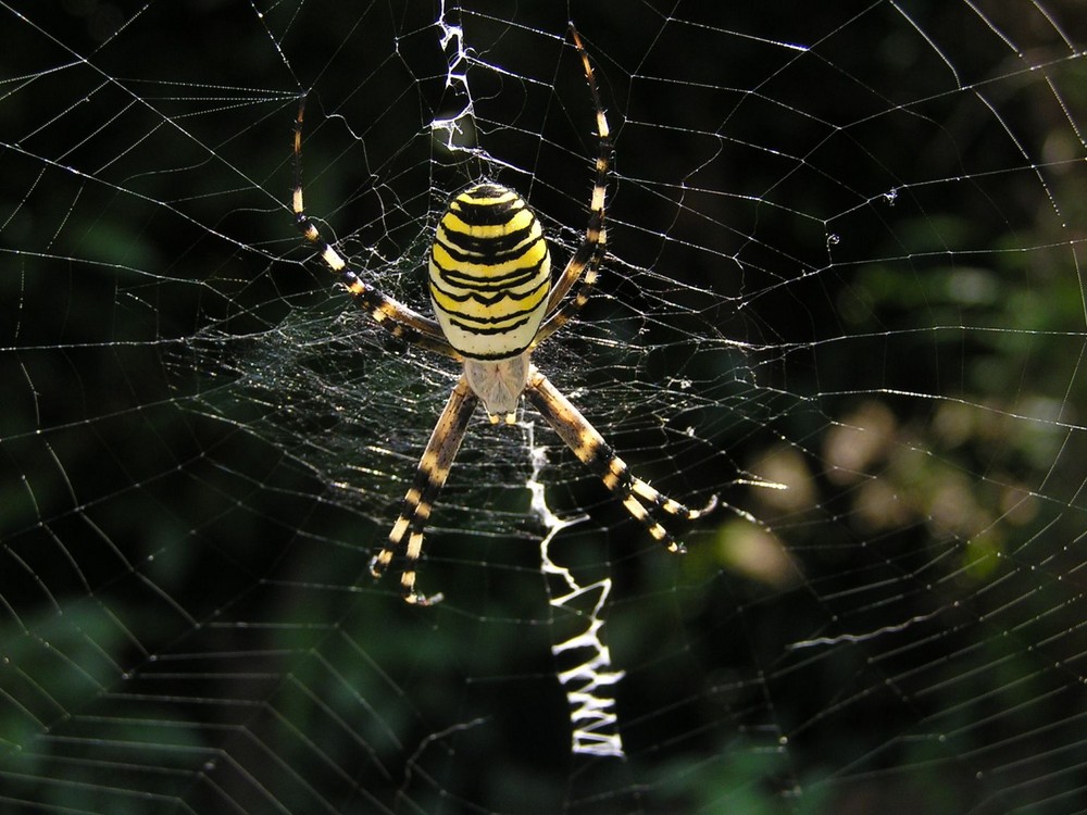 Epeire photo et image | macro nature, macro insectes, nature Images ...