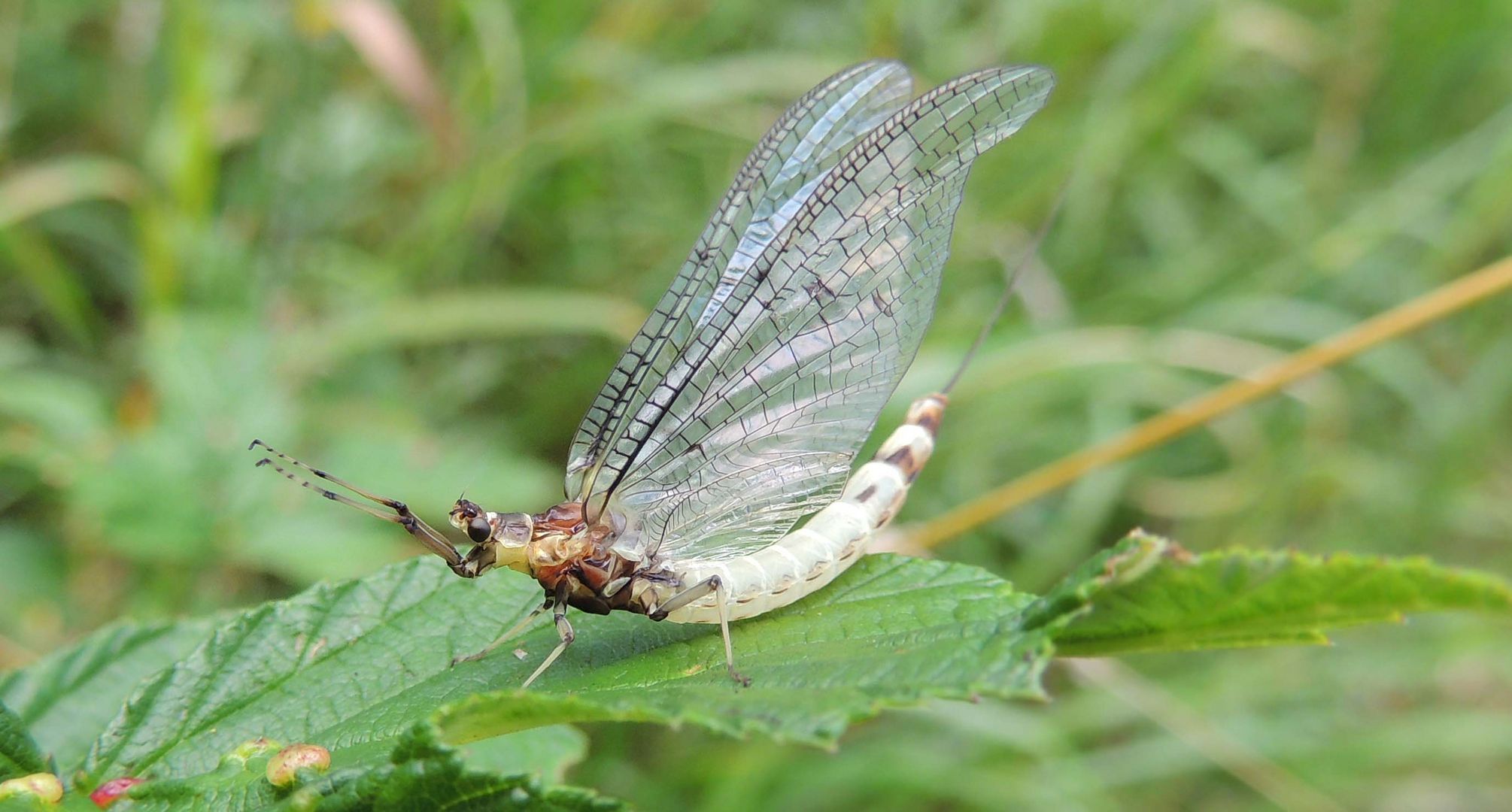 Ephemera danica mâle photo et image | nature, macro nature, insectes ...