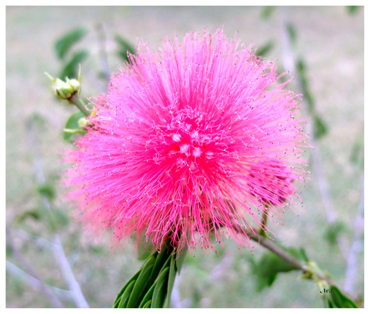 Ephémère photo et image | fleurs, nouvelle-calédonie, nature Images ...