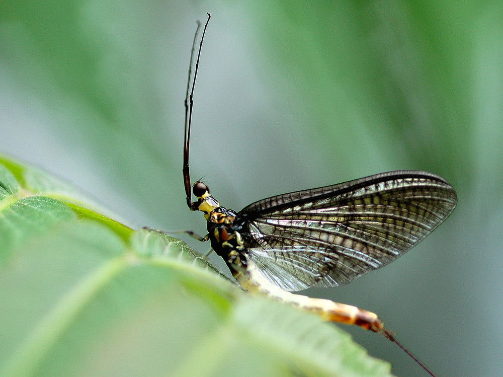 Ephémère (2) photo et image | macro nature, macro insectes, nature ...