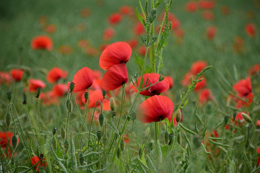 Ephémère photo et image | les saisons, fleurs, nature Images fotocommunity