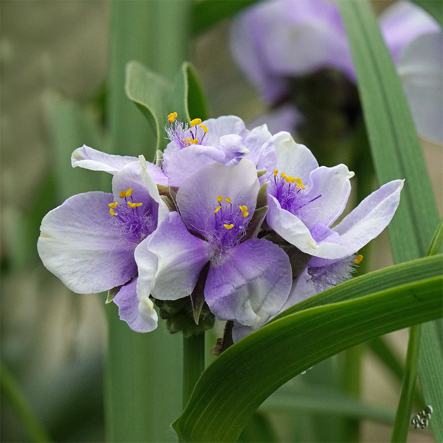 Ephémère .... photo et image | nature, macro nature, macro fleurs ...