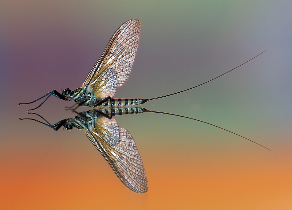EPHEMEROPTERA Foto & Bild | tiere, wildlife, insekten Bilder auf ...