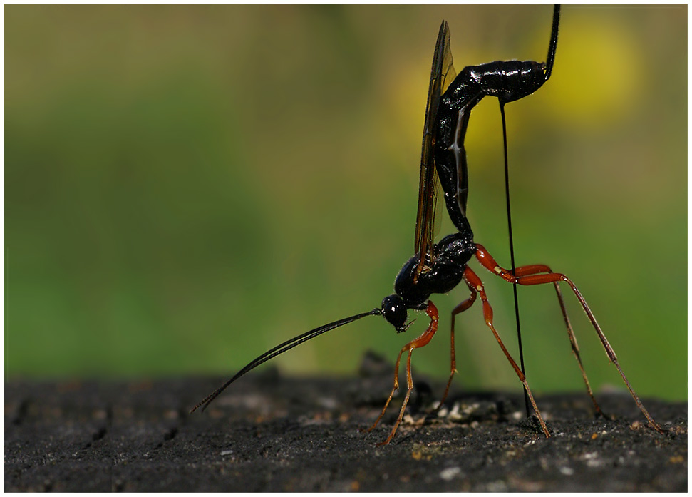 Ephialtes manifestator Foto & Bild | tiere, wildlife, insekten Bilder ...